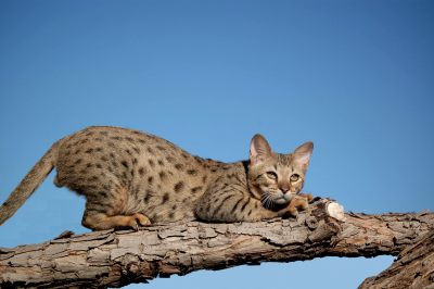 Just a lovin spoonful: The Savannah Cat