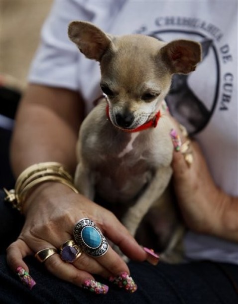 Gaspar, El Lugareño: perros finos habaneros