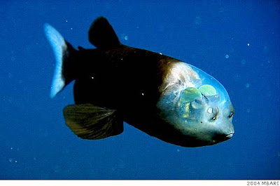 Culture Catalyst: Deep Sea Fish with Rotating Eyes and Transparent Head
