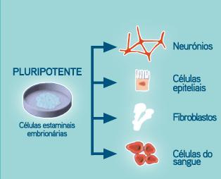 Tipos de Células Estaminais - Classificação (quanto à capacidade de ...