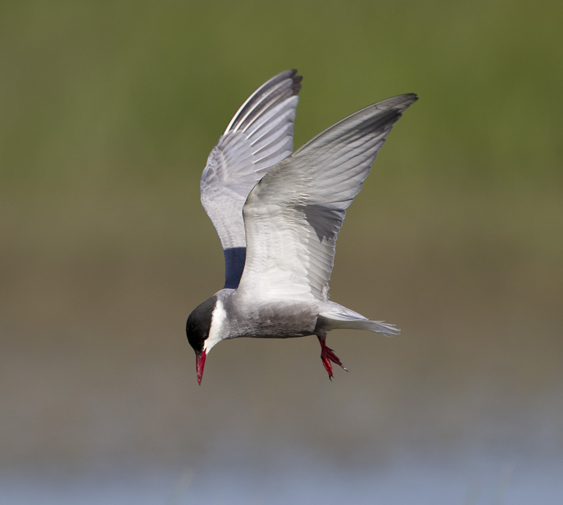 pewit: a few Whiskered Terns