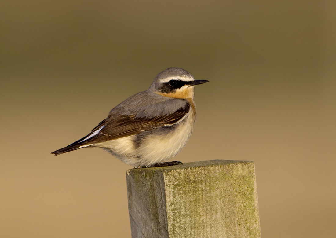 pewit: Northern Wheatear