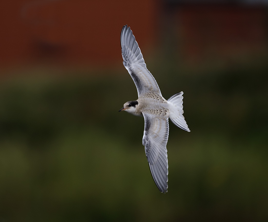 pewit: juvenile Common Terns