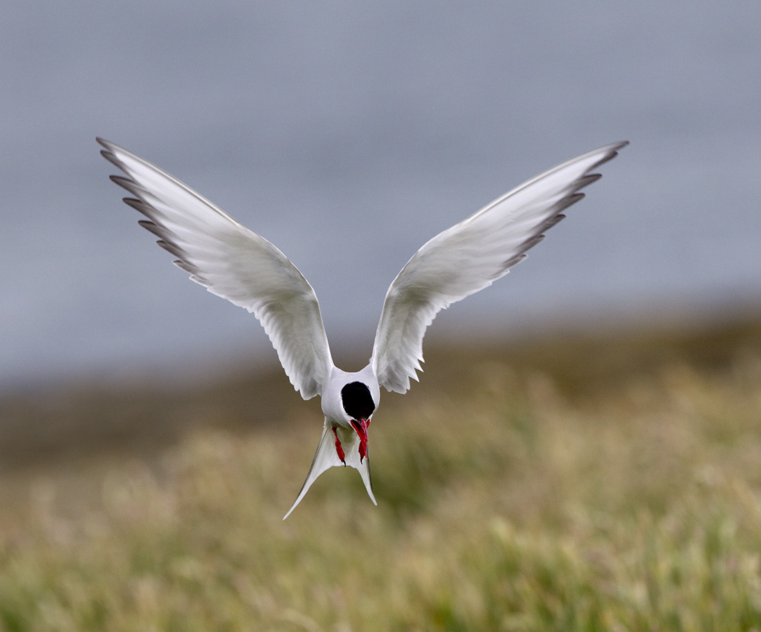 pewit: Arctic Terns
