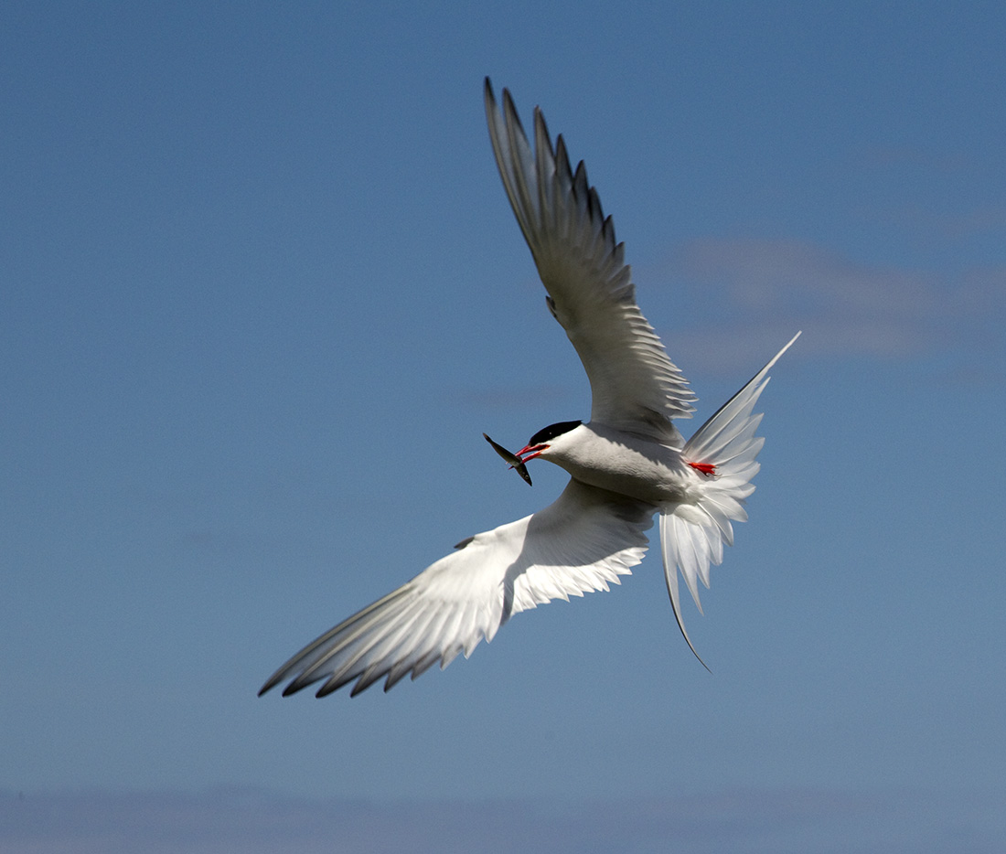 pewit: Arctic Terns