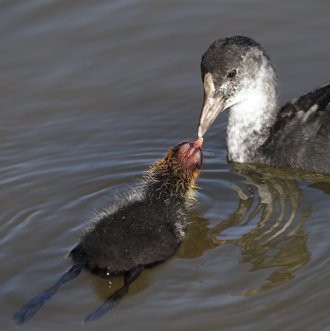 pewit: juvenile Coot feeding young