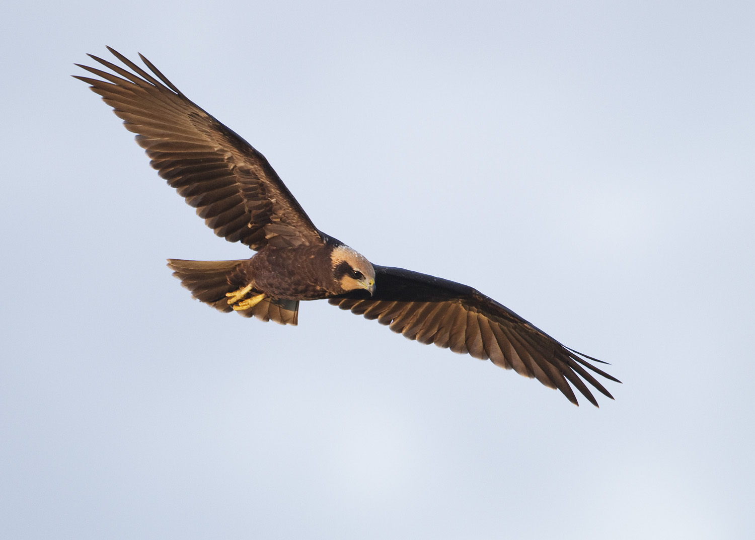 pewit: juvenile Marsh Harriers