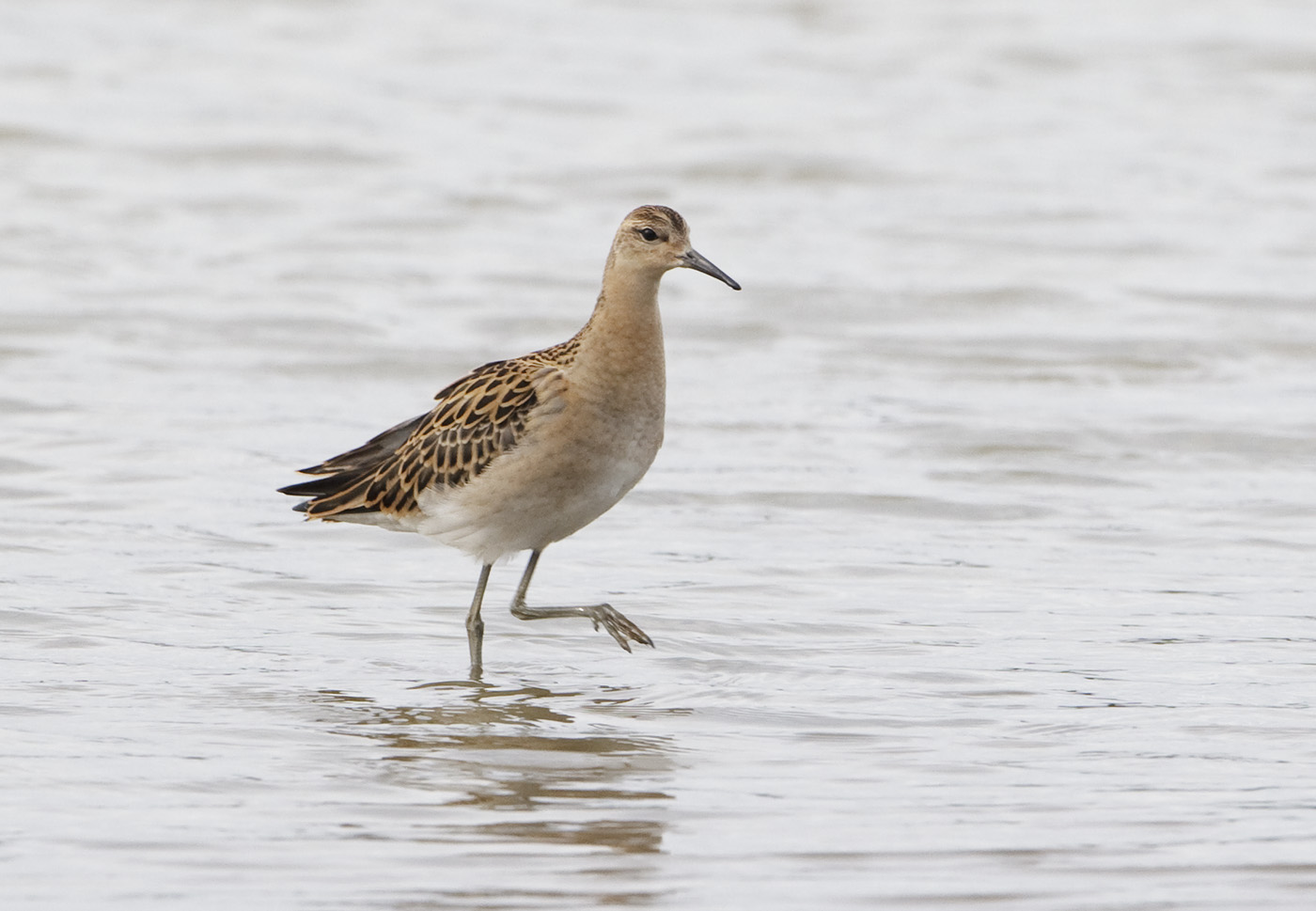 pewit: juvenile Ruff