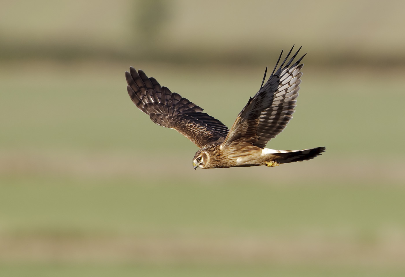 pewit: Hen Harrier