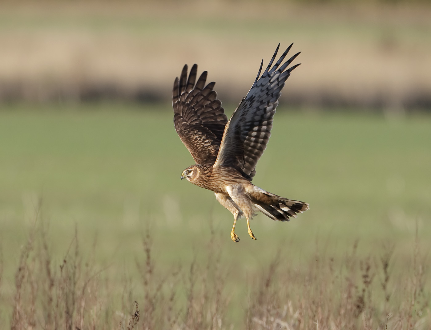 pewit: Hen Harrier