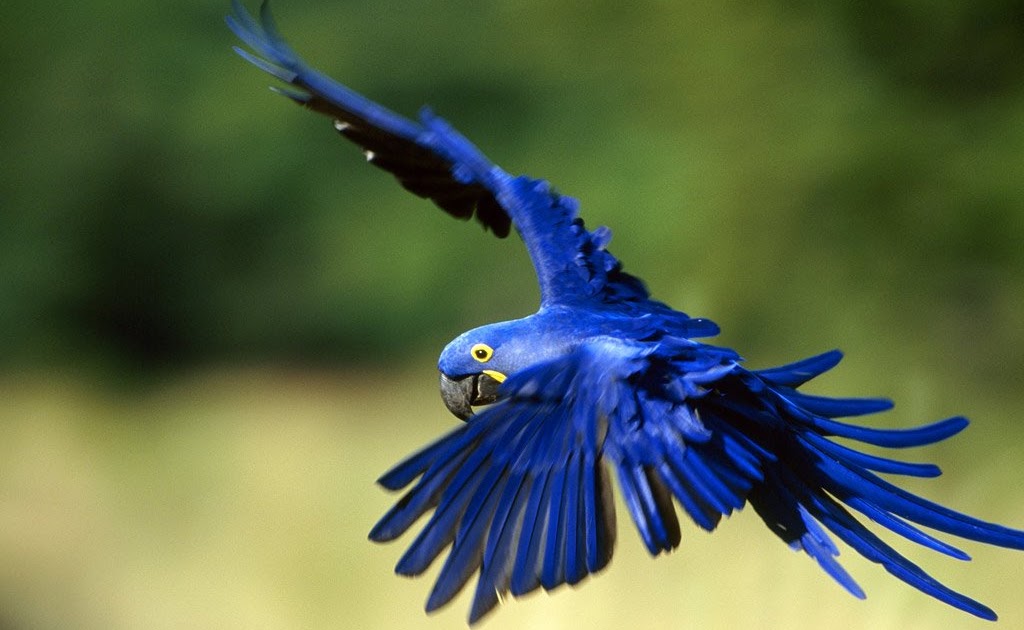 Vertebrados Blogados: Arara Azul