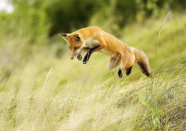 The Red Fox: Jumping Back Into It...Slowly