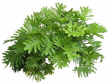 ESPAÇO PAQUEVIRA: CONHEÇA PLANTAS ORNAMENTAIS NATIVAS DO BRASIL