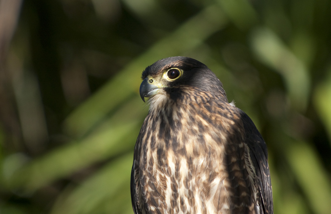 Artist by Nature: Art and Photography by Mandy Hague, Whakatane. : The ...