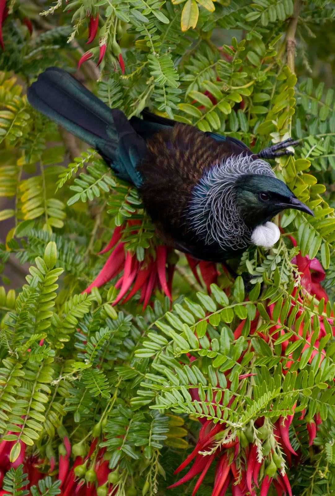 Artist by Nature: Art and Photography by Mandy Hague, Whakatane ...
