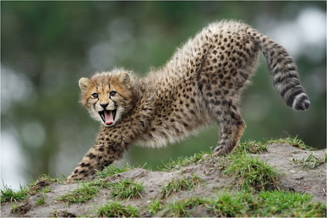 Wild Life In Forest: Wild animals in africa forests