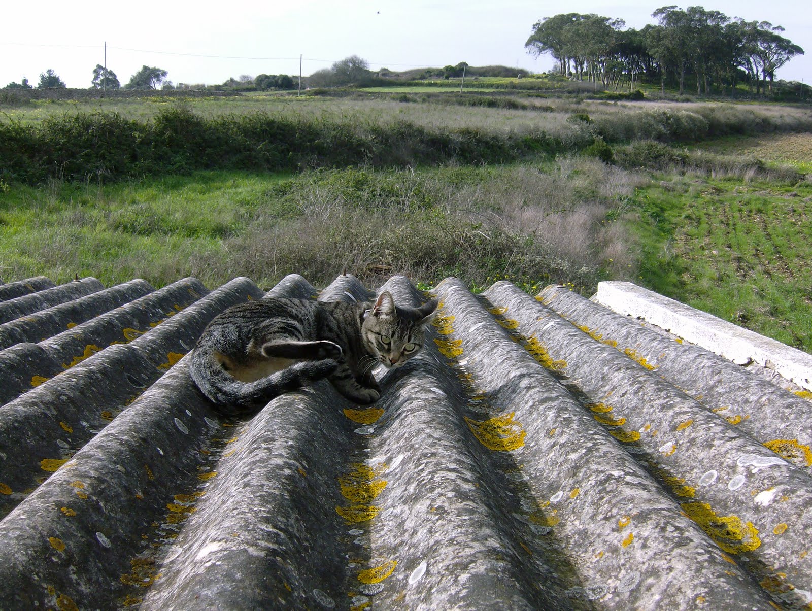 Gata Blimunda: Telhado de lusalite morno (é o que se arranja)