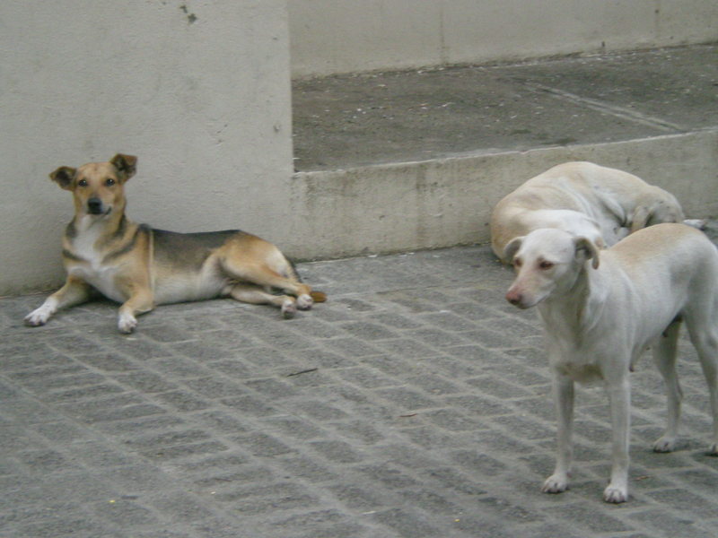 DE SAN JUAN PARA EL MUNDO: Perros realengos deambulan por las calles ...