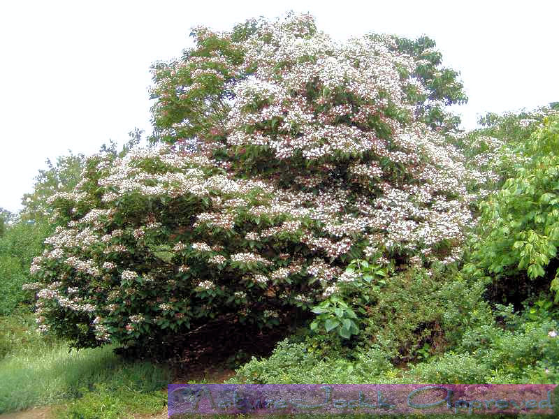 Premiere Landscape, Inc.: Clerodendrum trichotomum