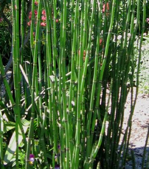 Arrancopelito: July 2008