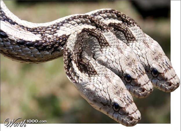 Robin koul: 5 head snake