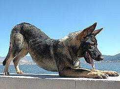 The Presurfer: 10 Most Popular Guard Dogs