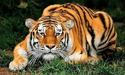 The Presurfer: 30 Beautiful Pictures Of Animal Photography