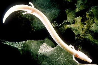 The Presurfer: Creepy 'Human Fish' Can Live 100 Years