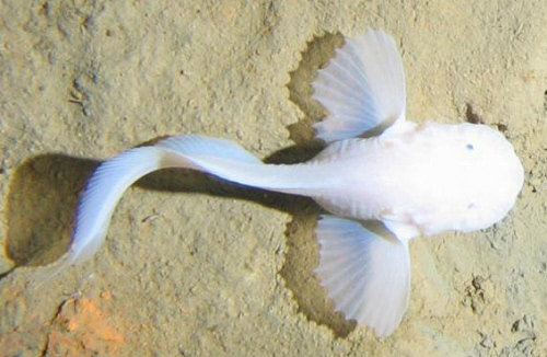 The Presurfer: New Species Discovered In One Of The World's Deepest ...