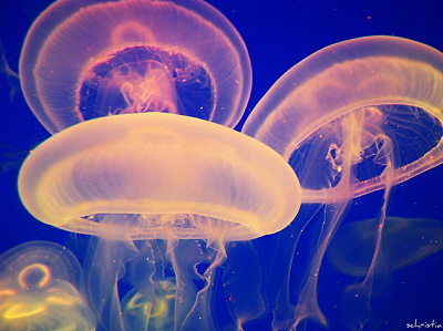 The Presurfer: Water Skeletons: Bones Made From Fluids