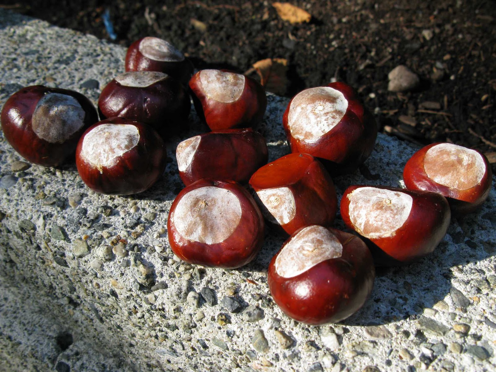 Pelalusa: Cars, Chestnuts, & Spiders