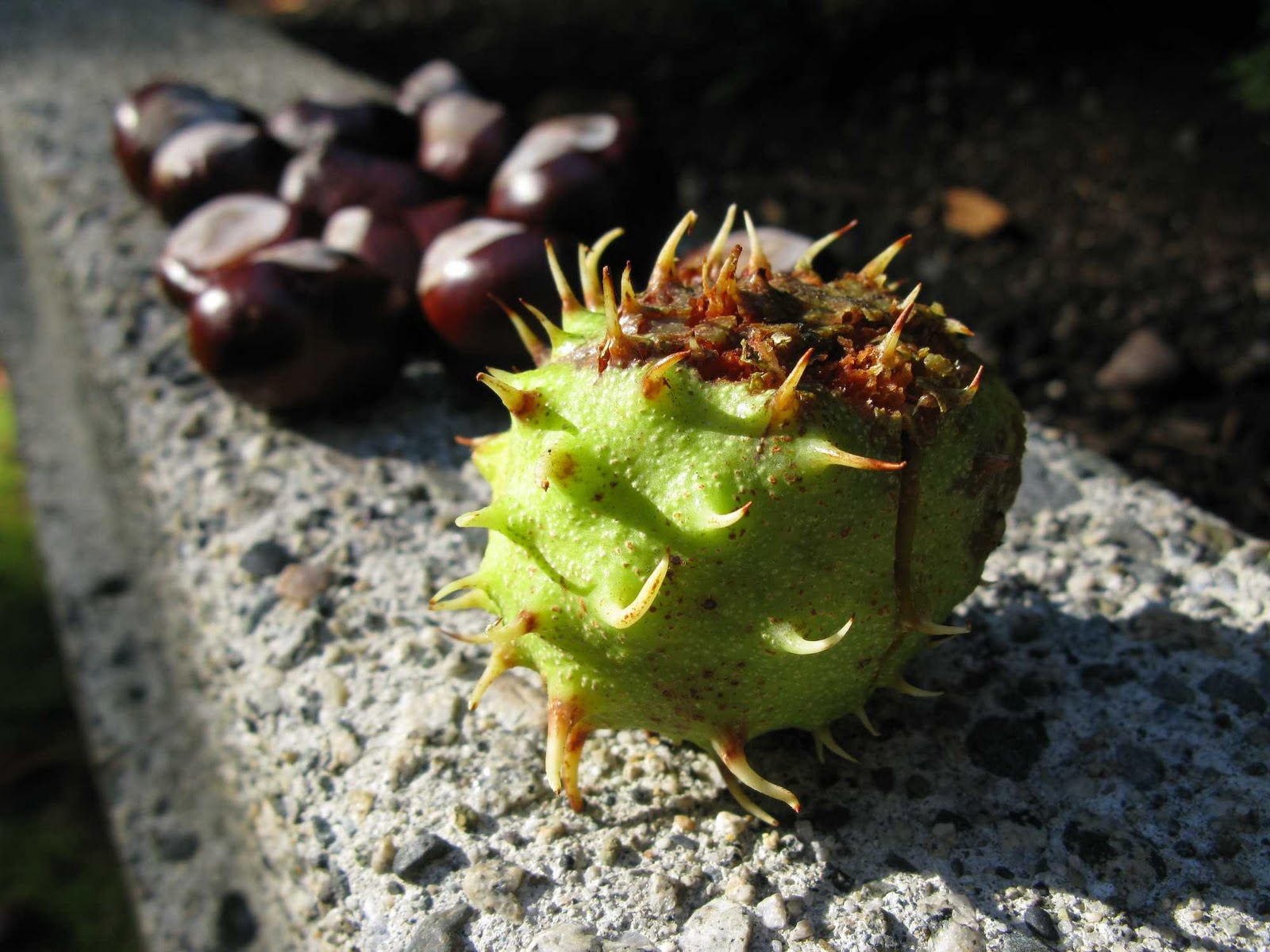 Pelalusa: Cars, Chestnuts, & Spiders