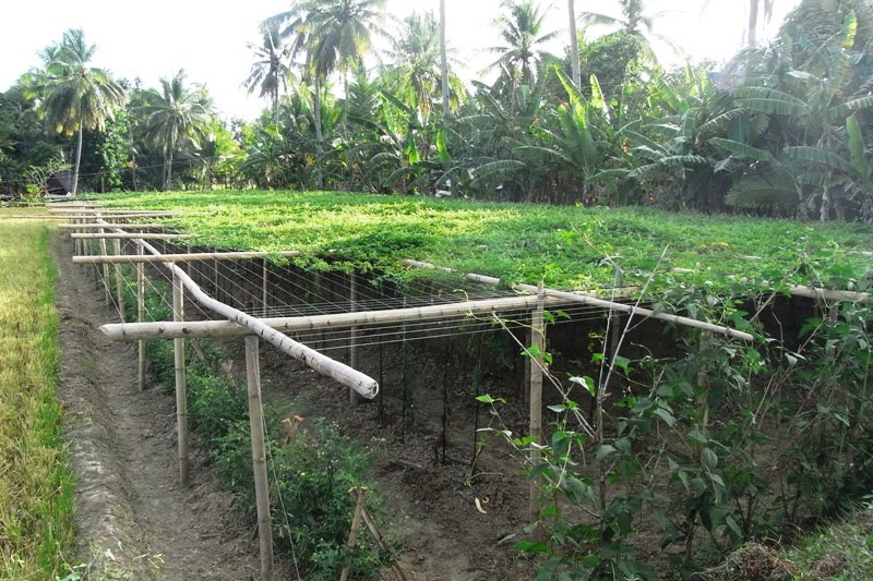 Soil and Environment: A comparison of organic and conventional farming