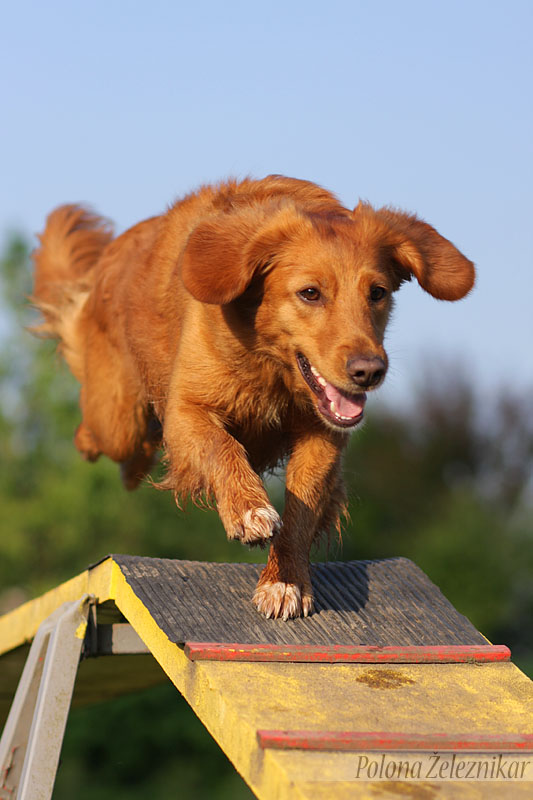 Tolling through life