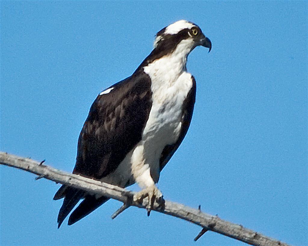 Wild in Pictures: Osprey, Bittern and assorted songsters.