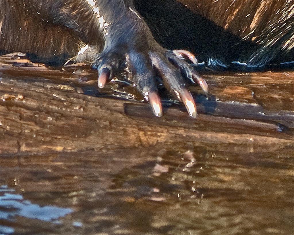 Wild in Pictures: Beavers at Sheriff Creek: dam maintenance