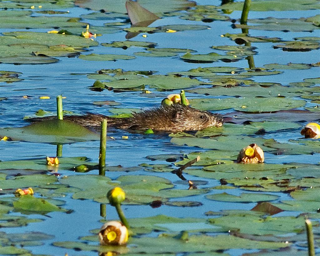 Wild in Pictures: Muskrat , Beaver shake, Monarch & another Mallard family
