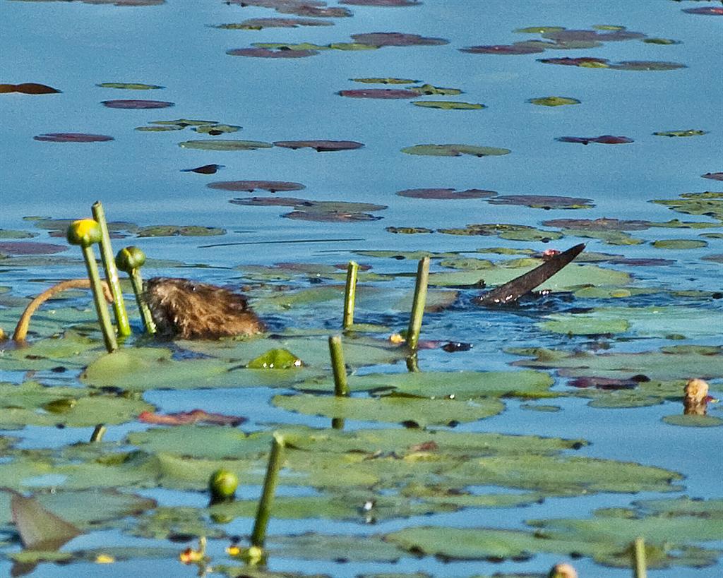 Wild in Pictures: Muskrat , Beaver shake, Monarch & another Mallard family