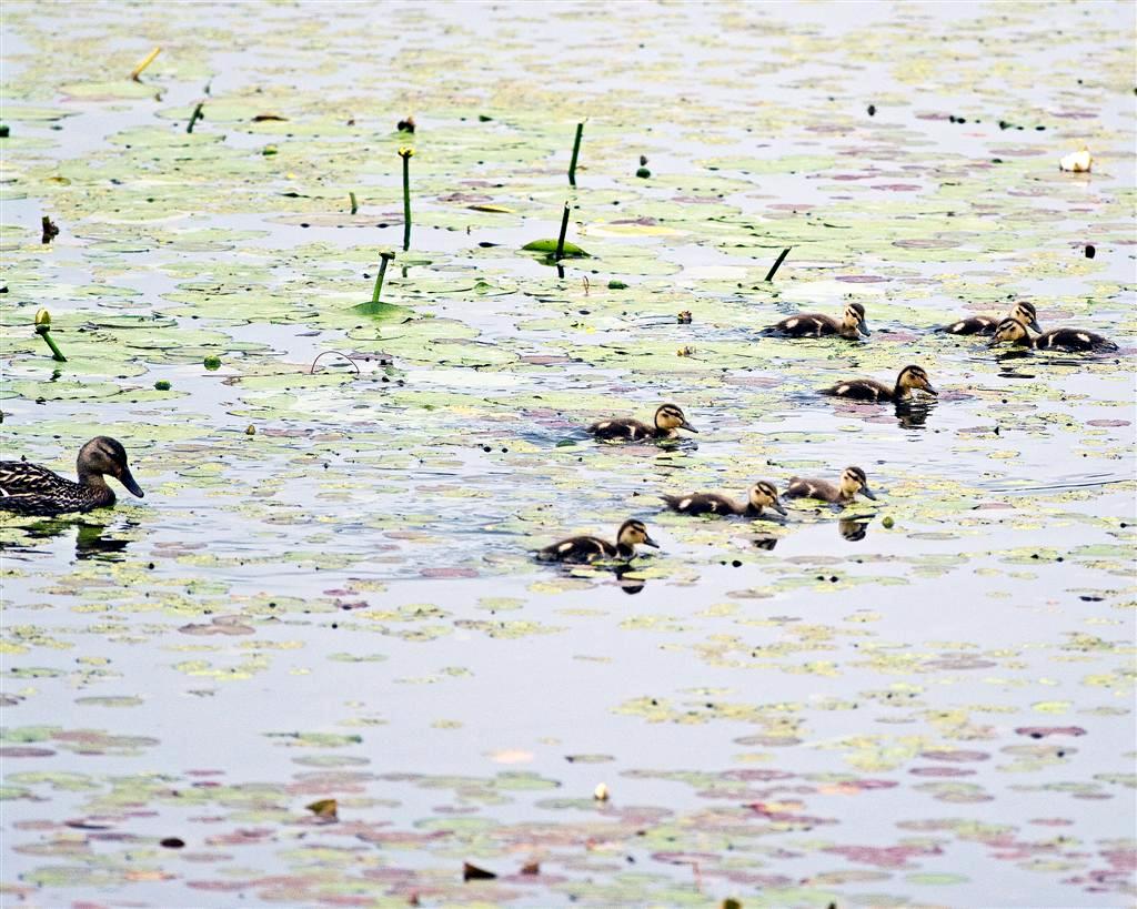 Wild in Pictures: Wood Duck, Snapping Turtle egg laying, and more