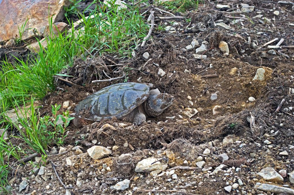 Wild in Pictures: Wood Duck, Snapping Turtle egg laying, and more