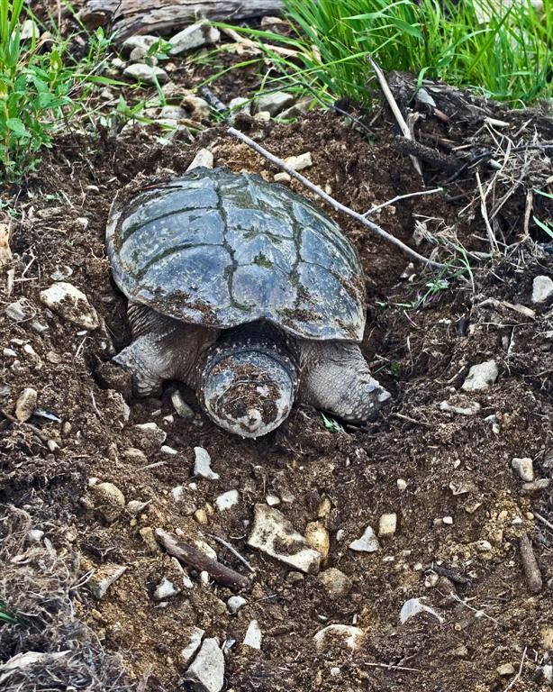 Wild in Pictures: Wood Duck, Snapping Turtle egg laying, and more