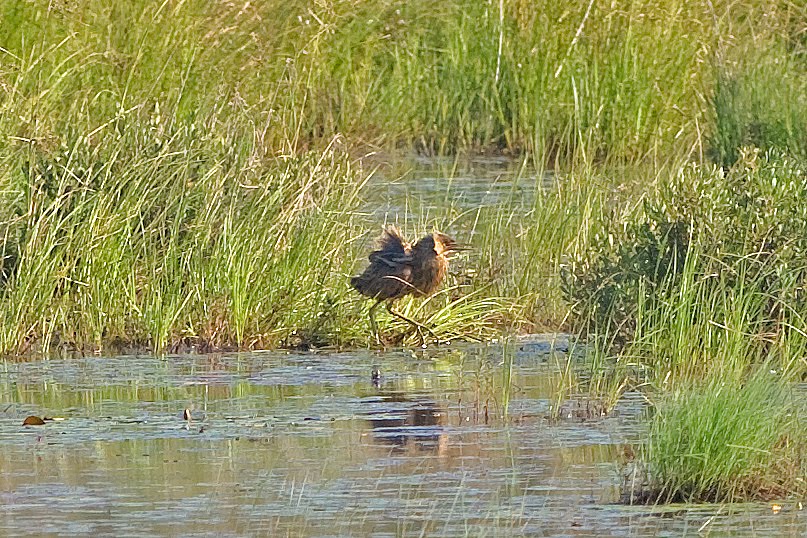 Wild in Pictures: Northern Harrier(s), American Bittern Chick(s ...