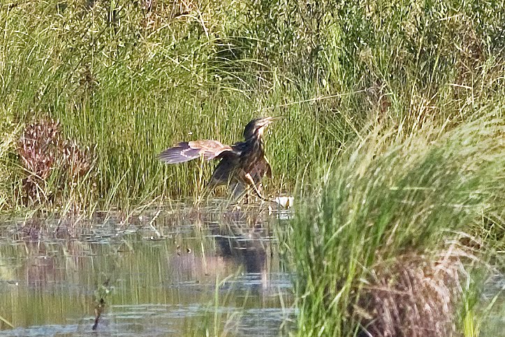 Wild in Pictures: Northern Harrier(s), American Bittern Chick(s ...