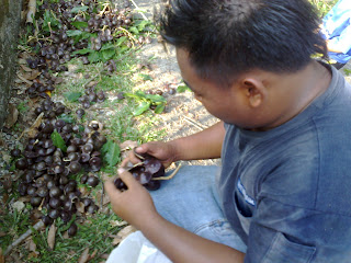 Ito Lara: Tangkai Jering