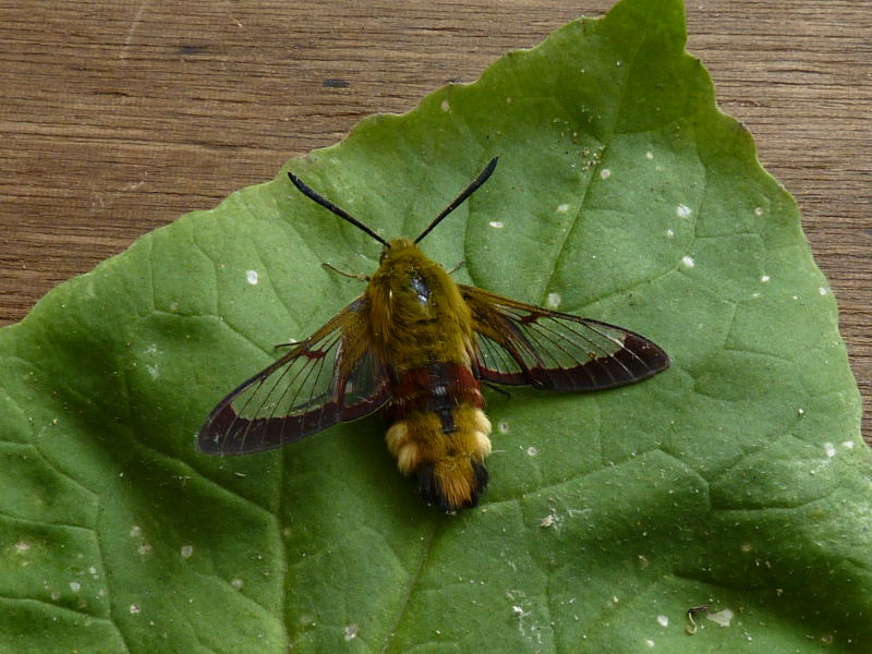 rayrochesbirdng diary: Broad Bordered Bee Hawk Moth
