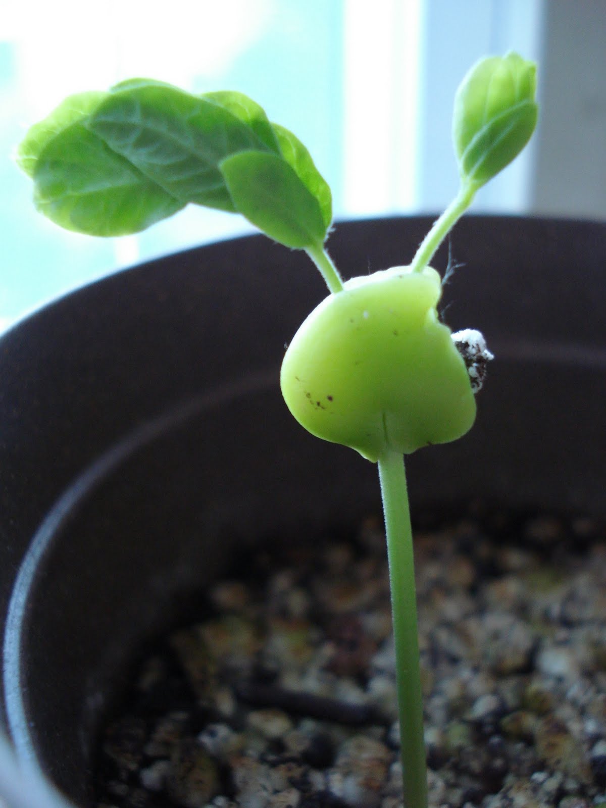 Inner City Greens: Monkey Pod Brazilian Rain Tree (Samanea saman)