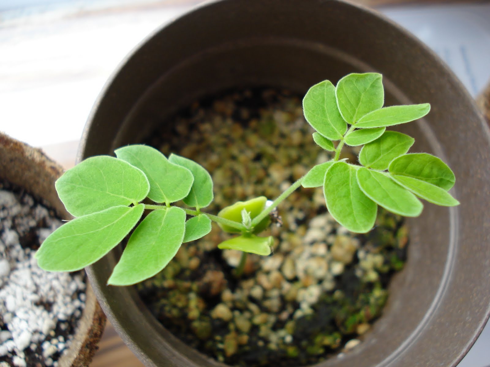 Inner City Greens: Monkey Pod Brazilian Rain Tree (Samanea saman)