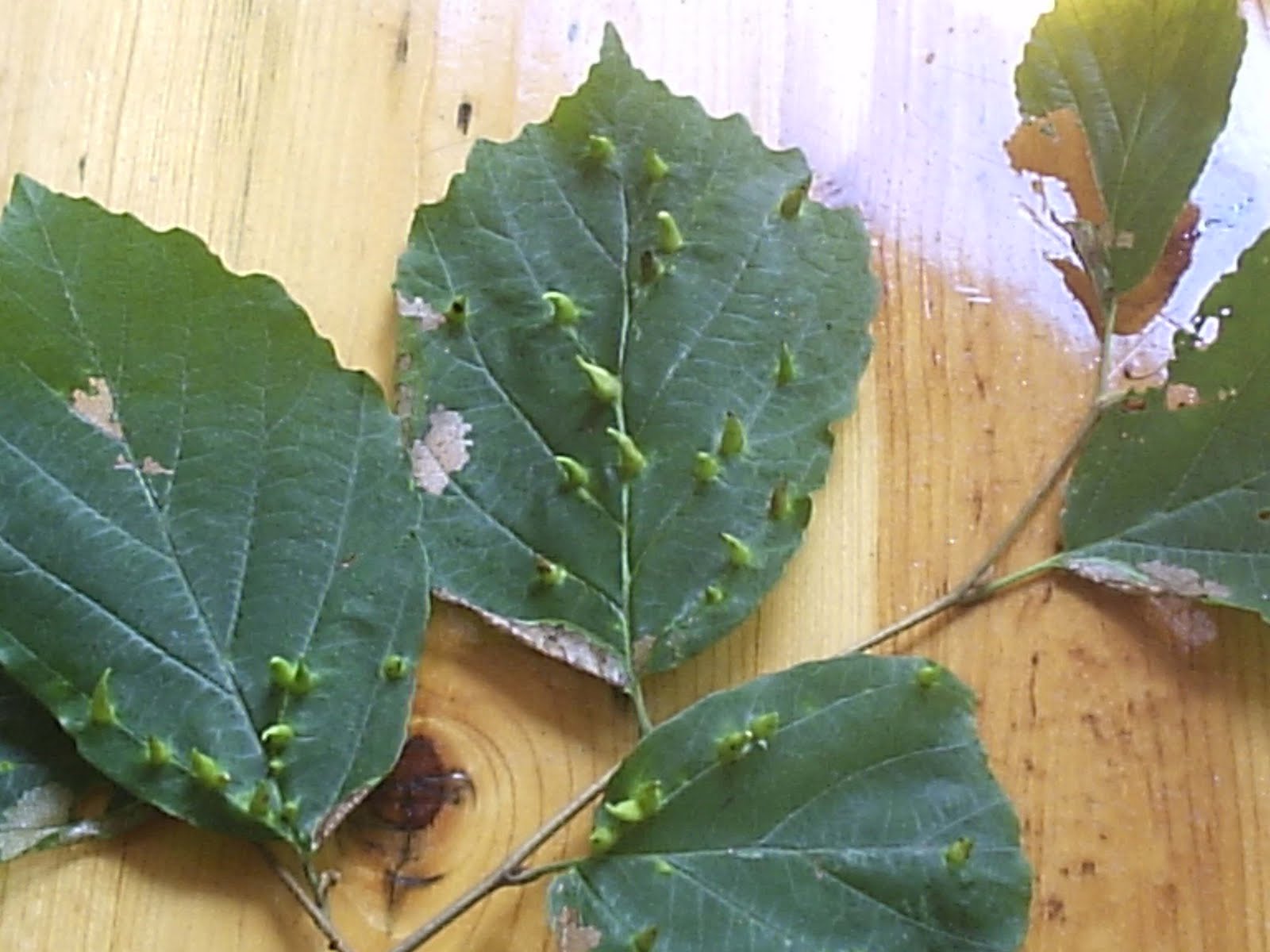 Granny's Nature spot: Leaf Gall Aphids