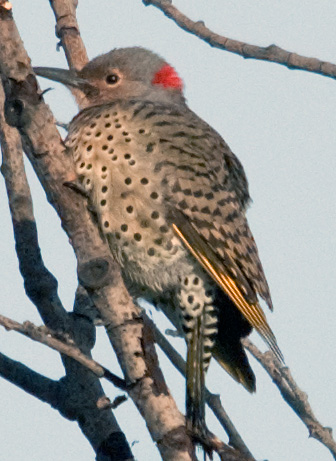 Me, Boomer and The Vermilon River: Northern Flicker.
