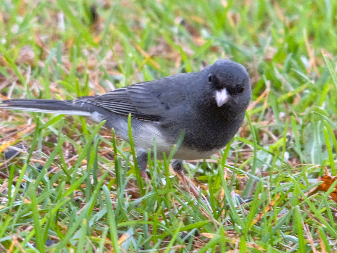 Me, Boomer and The Vermilon River: Dark-Eyed Junco